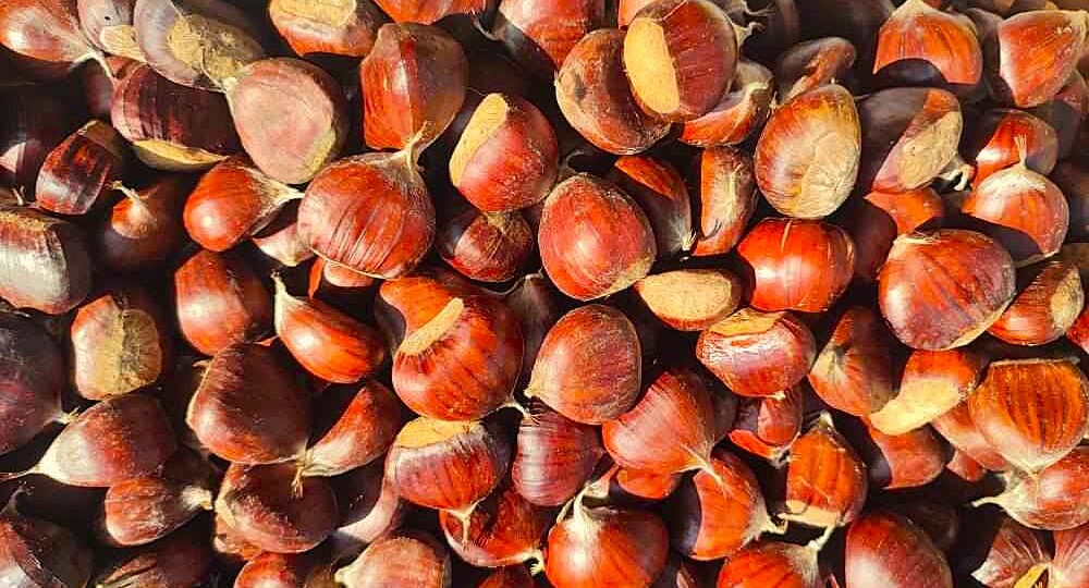 Chestnuts of Northern Greece - Thessaloniki day trips